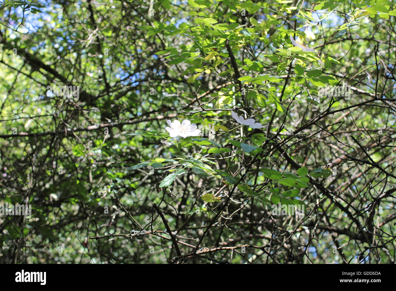 trees in Ambion Woods Stock Photo - Alamy