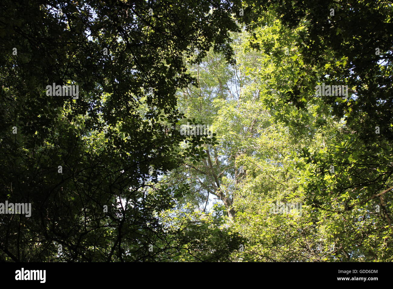 trees in Ambion Woods Stock Photo - Alamy
