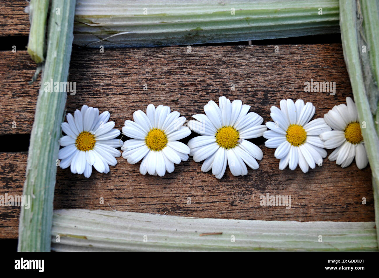 daisies horizontal line Stock Photo - Alamy