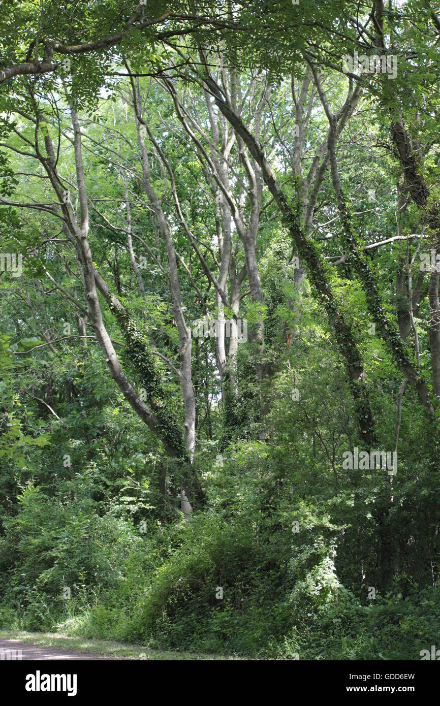 Trees in Ambion wood Bosworth Stock Photo - Alamy