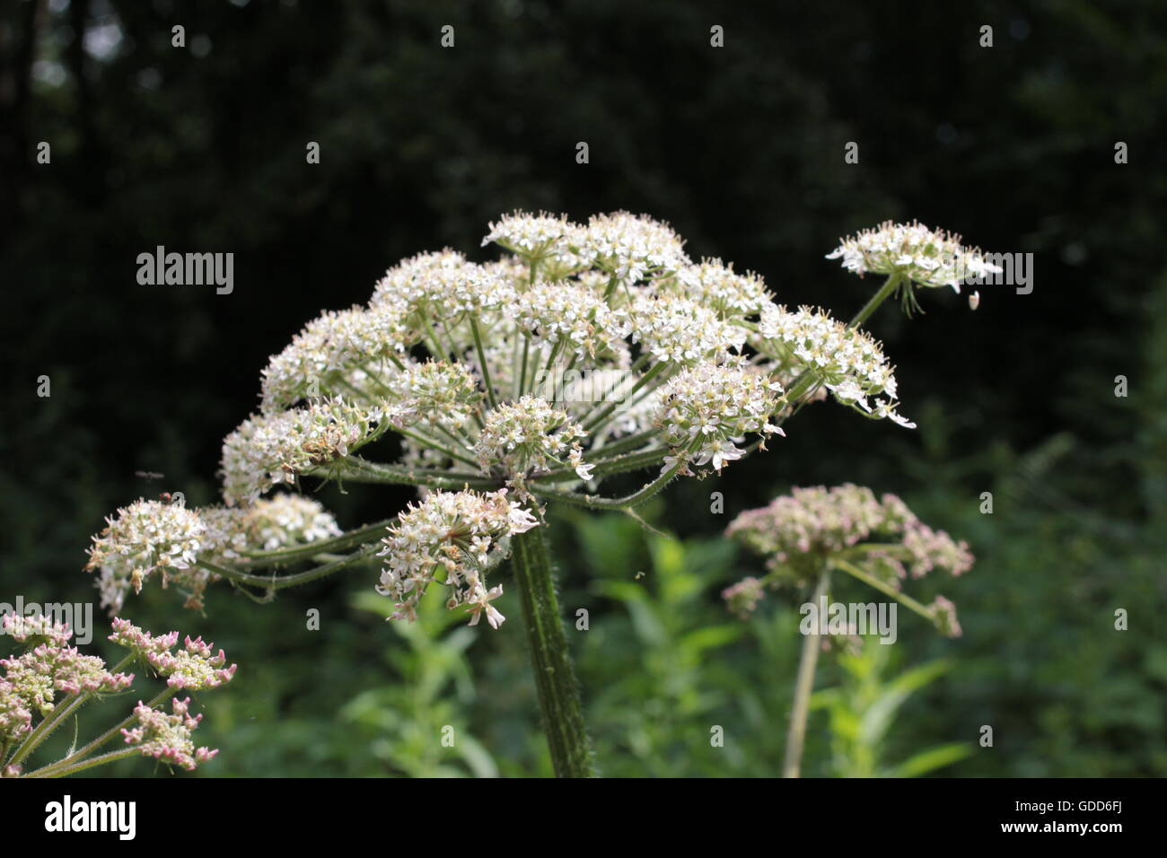 Cow parsnip root hi-res stock photography and images - Alamy