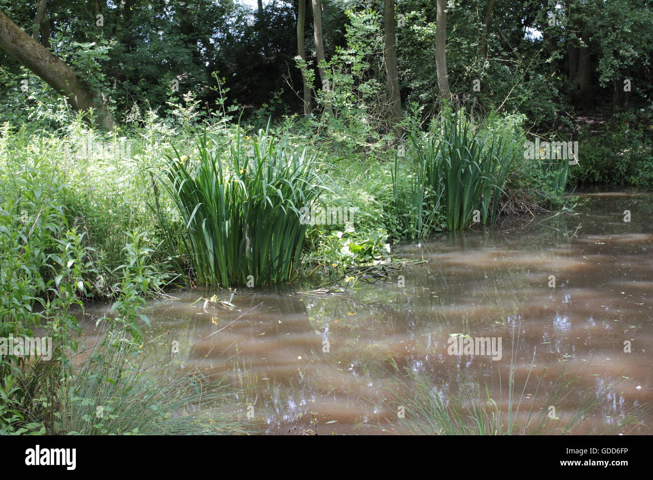 pond margin with plants and grasses Stock Photo - Alamy