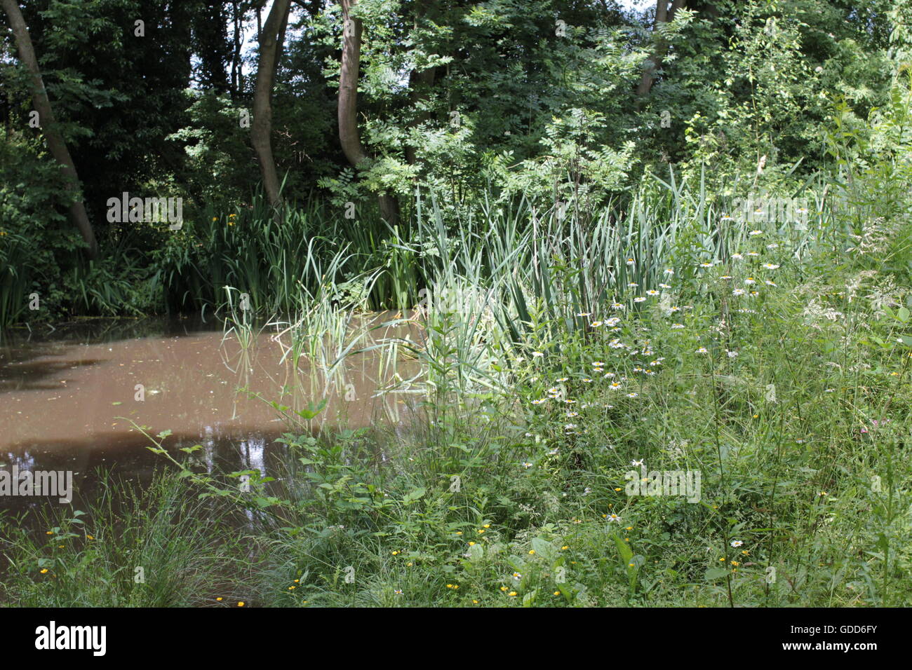 pond margin with plants and grasses Stock Photo - Alamy