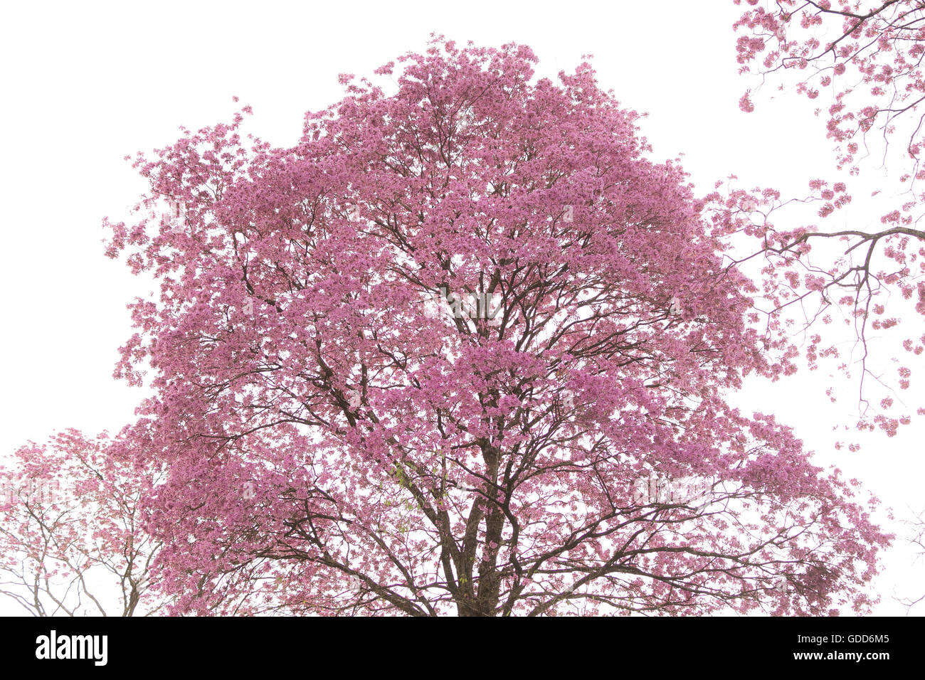 Ipe hi-res stock photography and images - Alamy