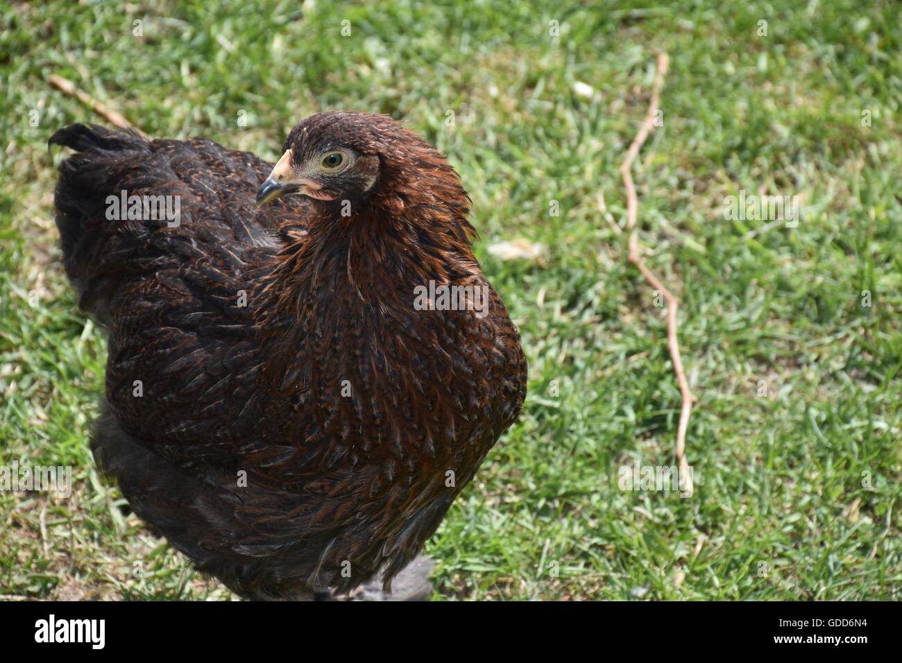 Partridge Cochin Hen in Grass Stock Photo - Alamy