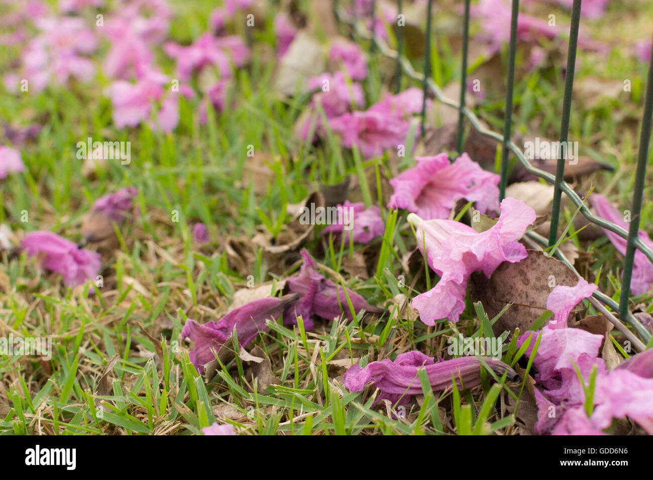 Ipe tree brazil hi-res stock photography and images - Alamy
