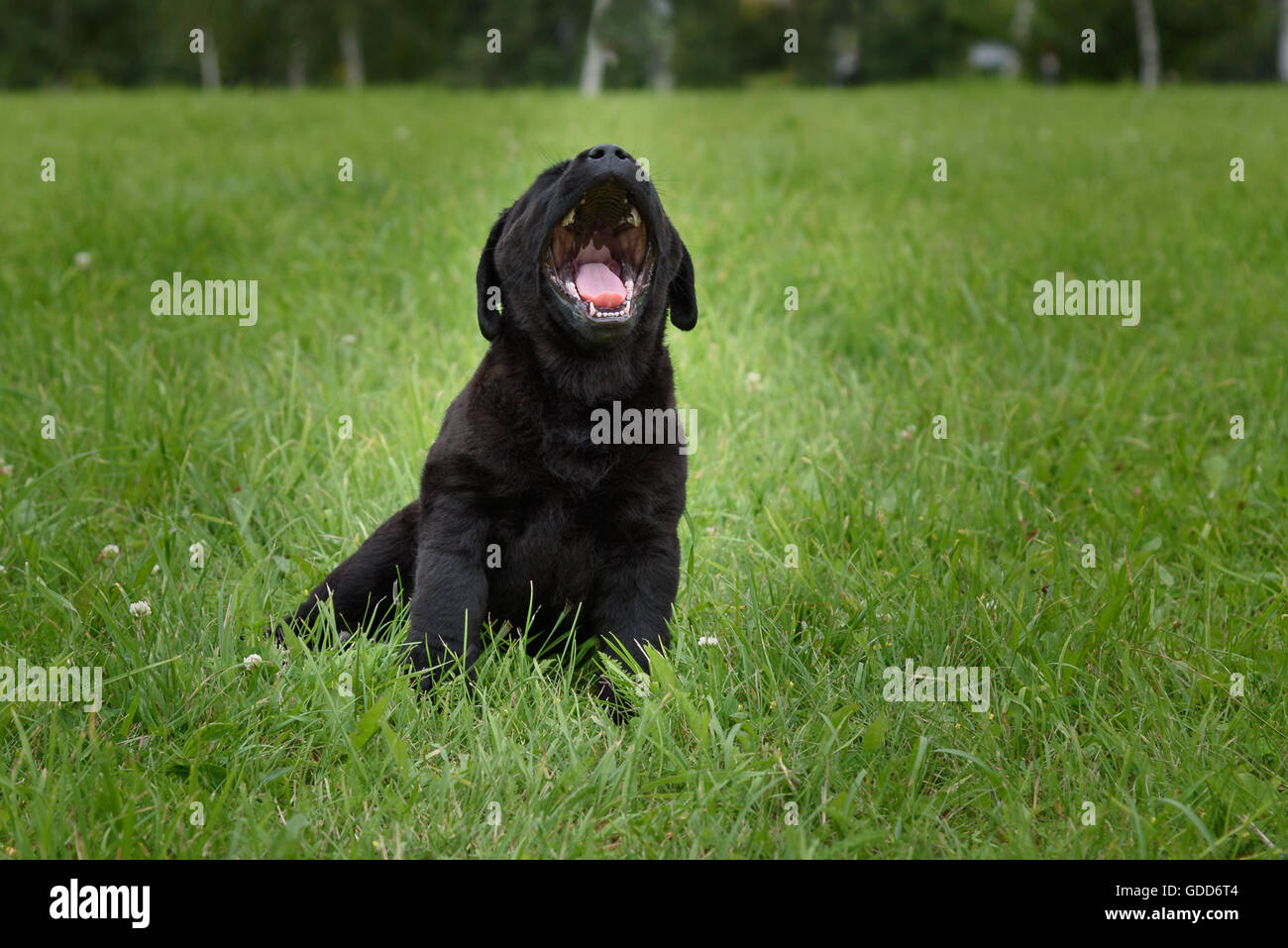 little black Labrador puppy yawns sitting on a green grass Stock Photo ...