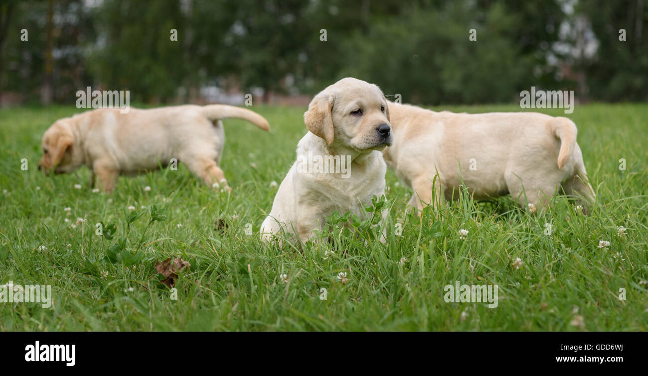 puppies yellow Labradors playing on the green grass Stock Photo - Alamy