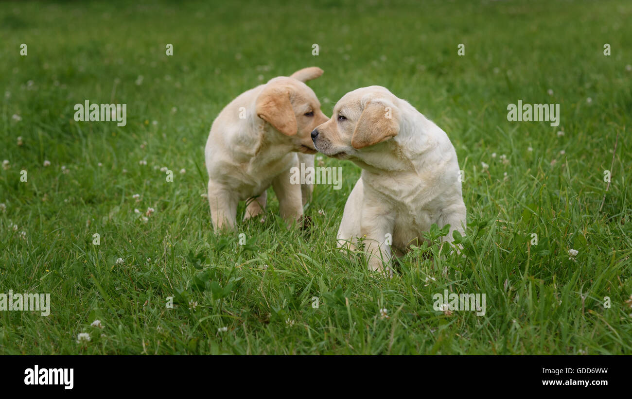 two small yellow Labrador puppy sitting on a green grass Stock Photo ...