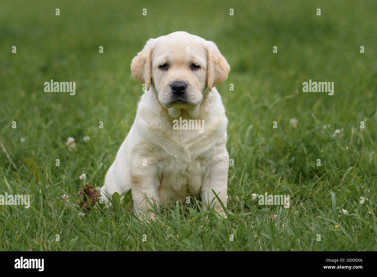 cute yellow puppy Labrador Retriever isolated on a background of green ...
