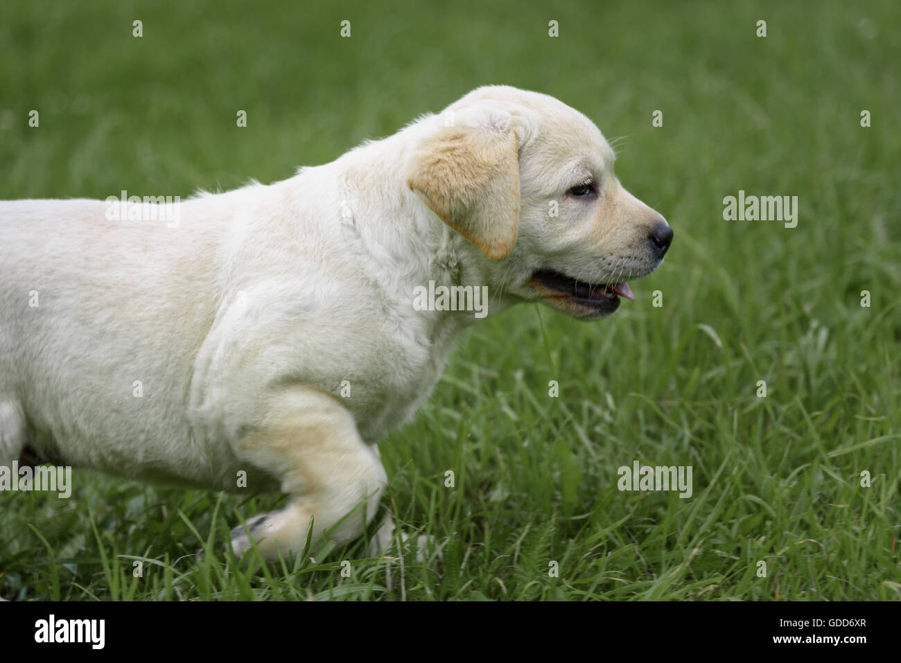 cute yellow Labrador puppy running on the green field Stock Photo - Alamy