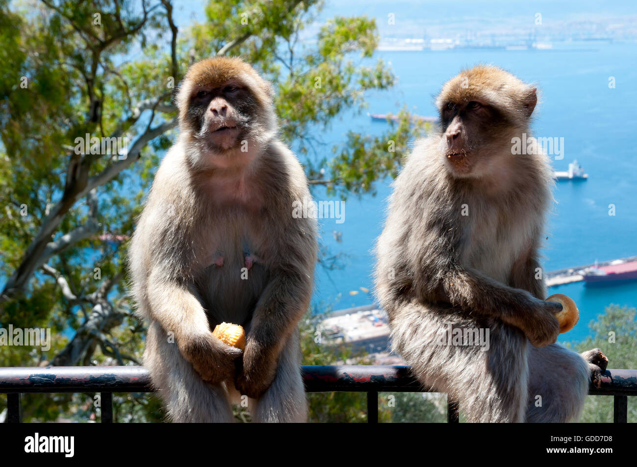 Barbary Macaques - Gibraltar Stock Photo - Alamy