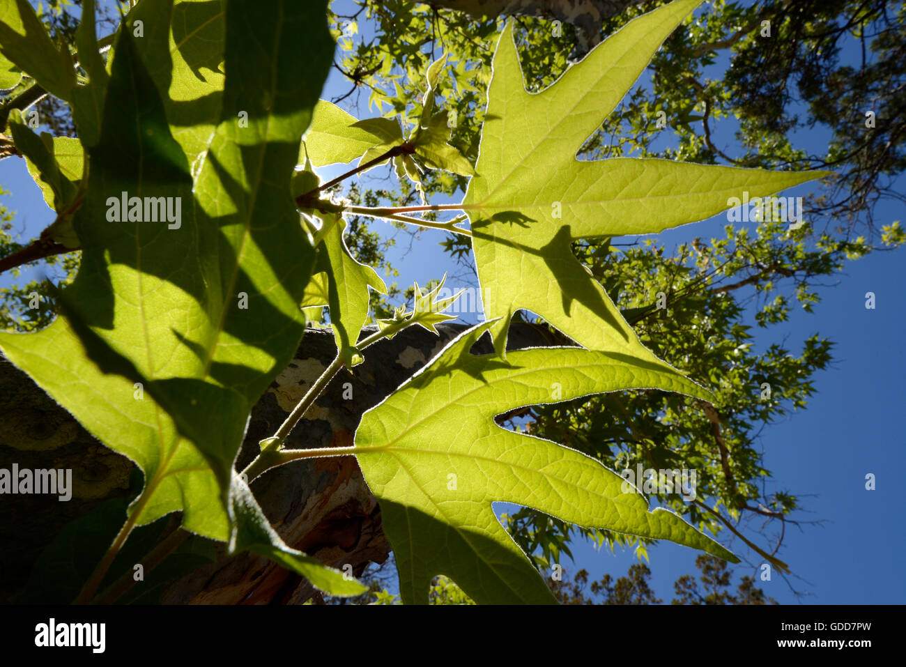 Sycamore trees grow in Gardner Canyon, Santa Rita Mountains, Coronado ...