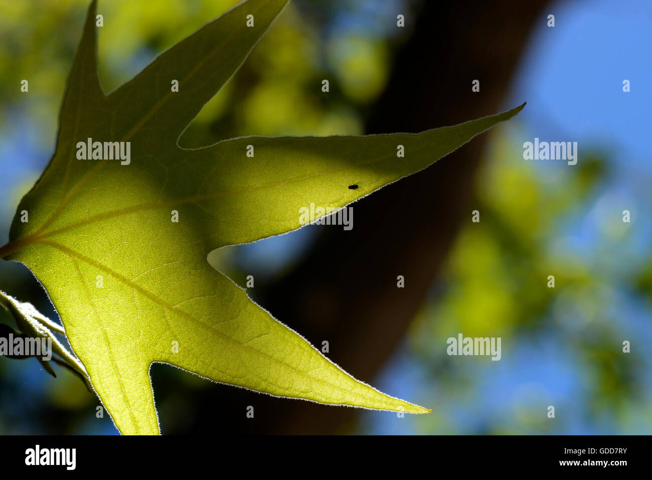 Sycamore trees grow in Gardner Canyon, Santa Rita Mountains, Coronado ...