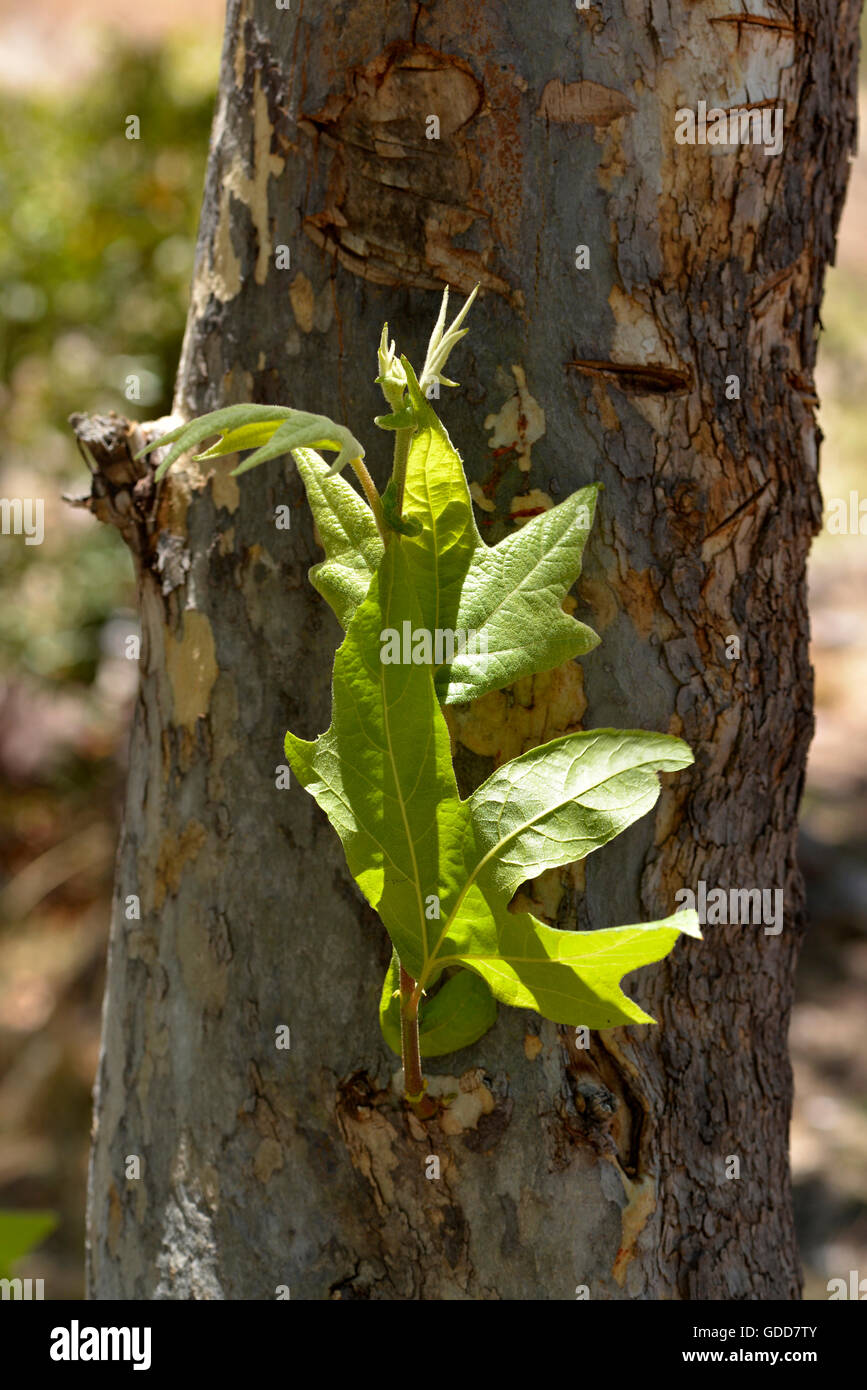 Sycamore tree arizona hi-res stock photography and images - Alamy