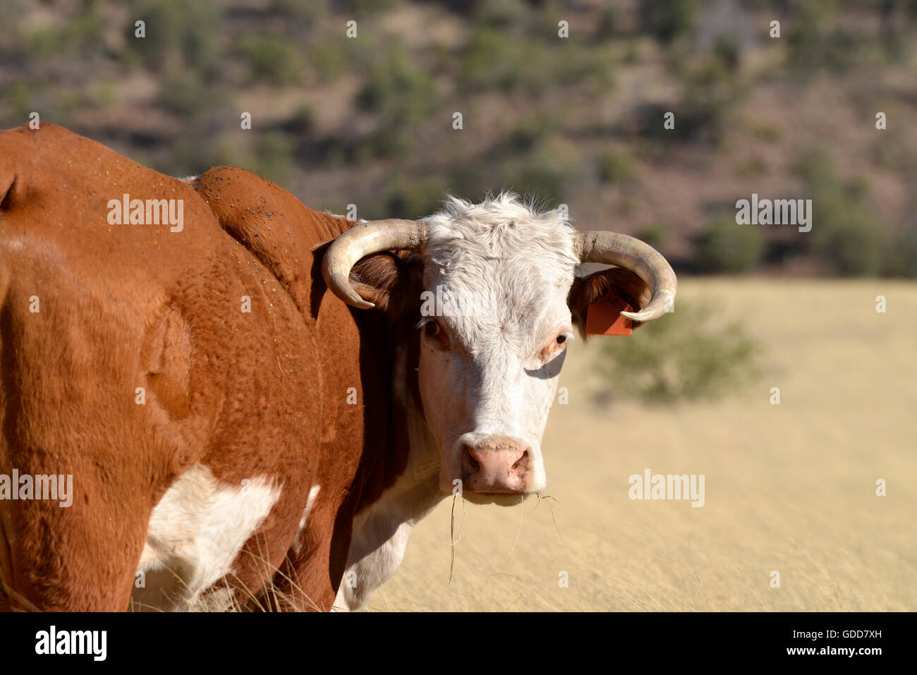 Cattle graze on open range, Coronado National Forest, Santa Rita ...