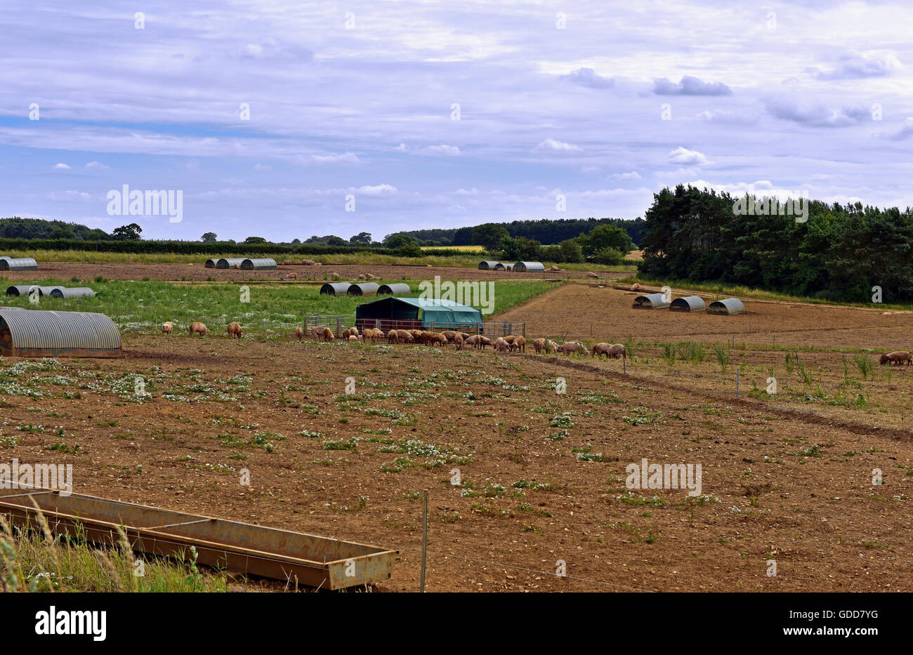 Pig shelter field hi-res stock photography and images - Alamy