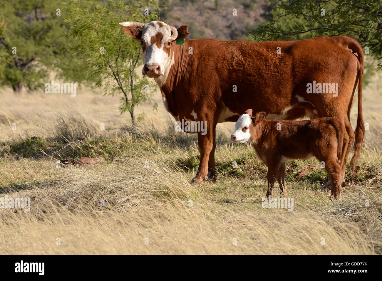 Cattle graze on open range, Coronado National Forest, Santa Rita ...