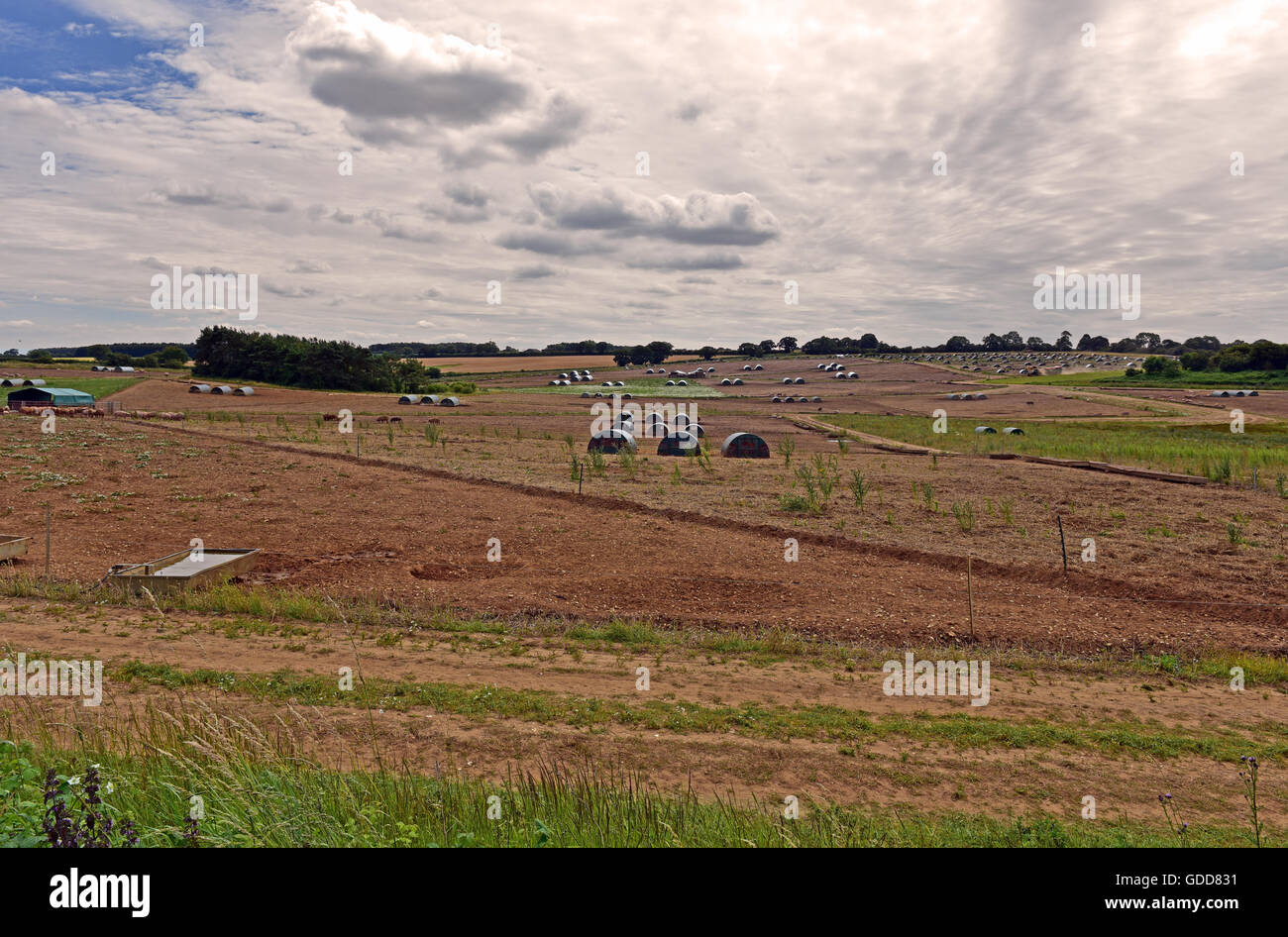 Free range pig farm in the Norfolk Country side, where pigs are free to ...
