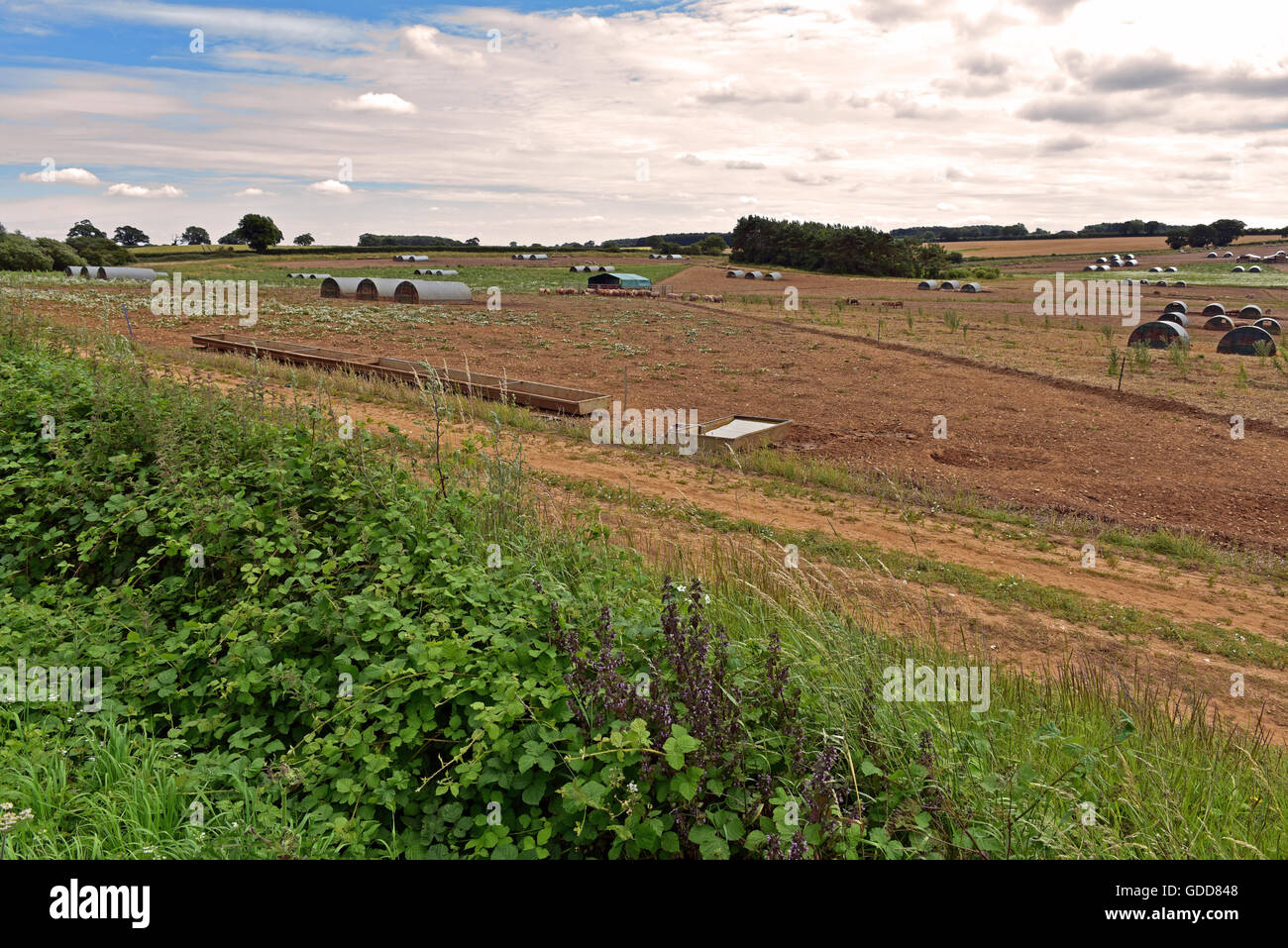 Free range pig farm in the Norfolk Country side, where pigs are free to ...
