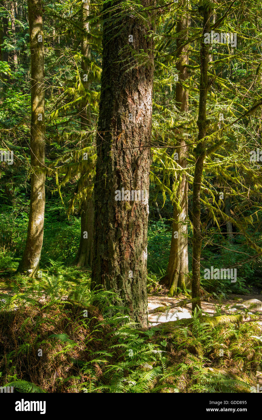 British columbia canada ferns hi-res stock photography and images - Alamy