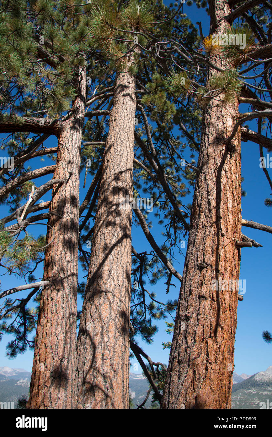 Pine arizona hi-res stock photography and images - Alamy