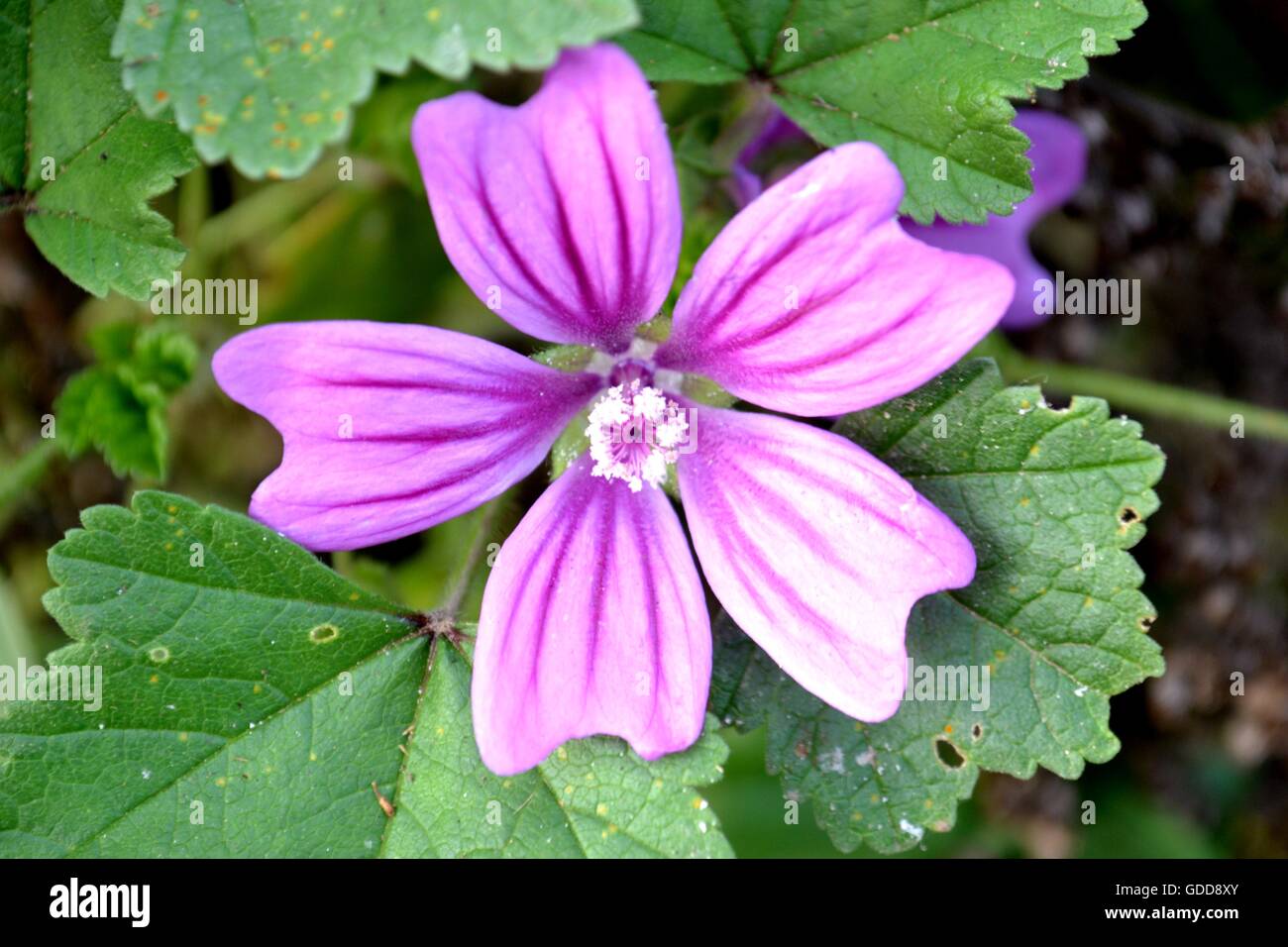 A beautiful mauve wild flower Stock Photo - Alamy