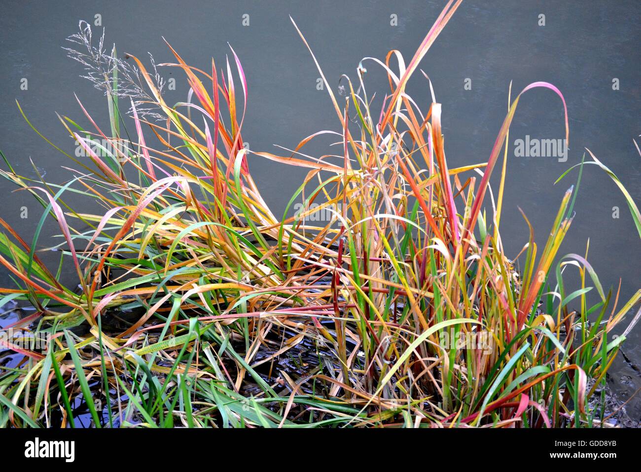 a reed collection on the side of a riverbank Stock Photo - Alamy