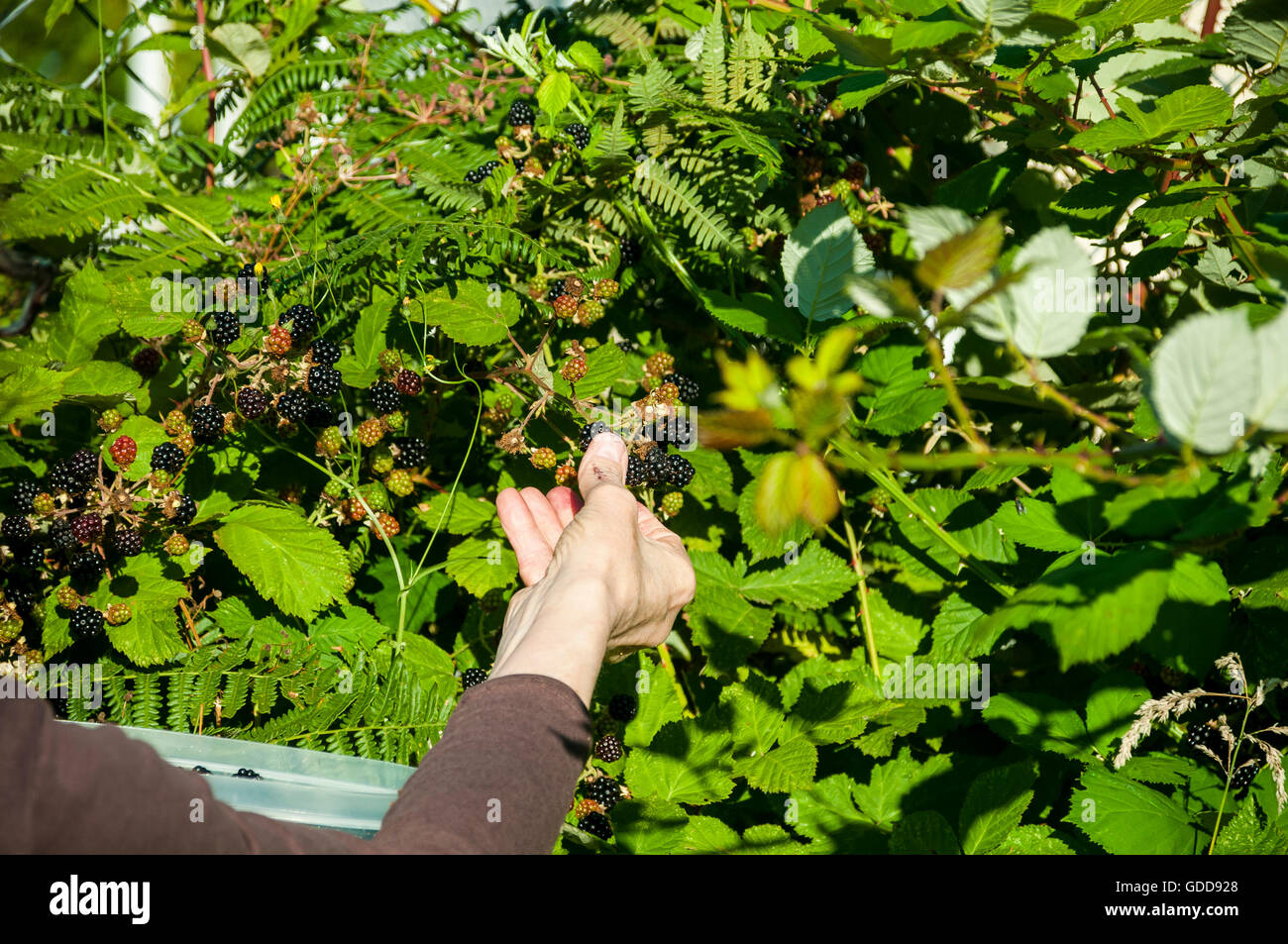 Shows a woman's hand picking wild blackberries and a plastic container ...