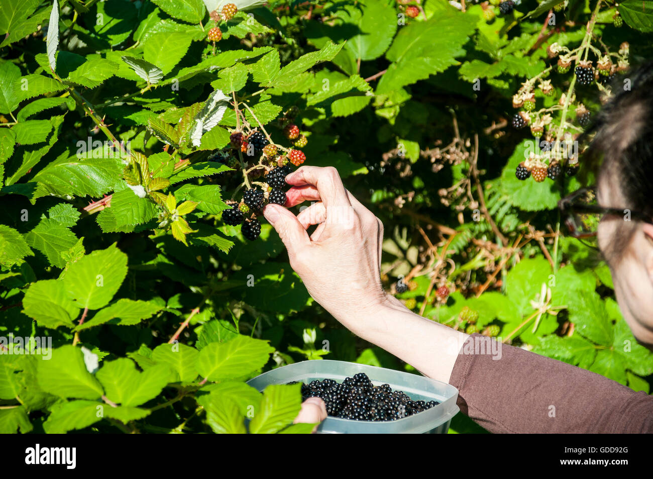 Shows a woman's hand picking wild blackberries and a plastic container ...