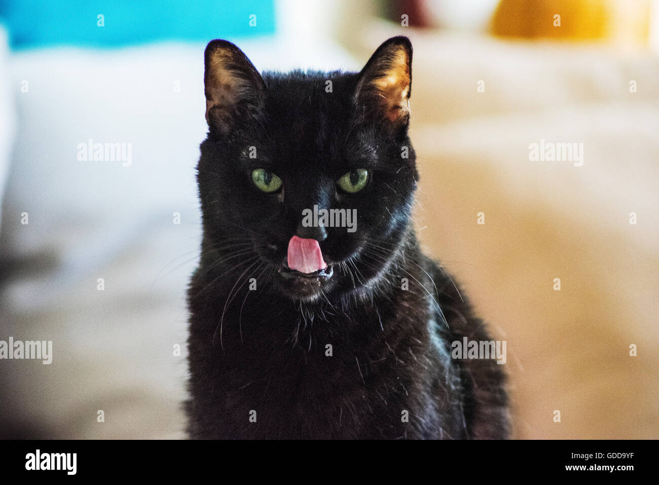 Black cat licking lips Stock Photo - Alamy