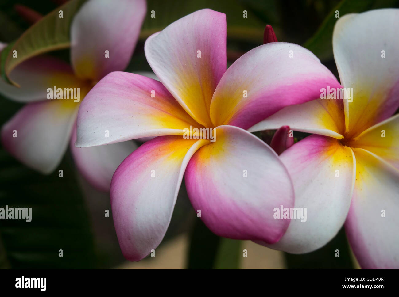 Tropical looking flowers Stock Photo - Alamy