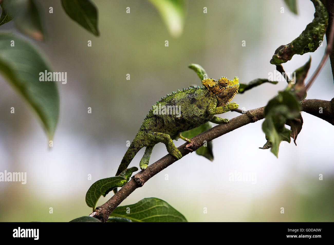 Jackson's Chameleon or Three-horned Chameleon, chamaeleo jacksonii ...