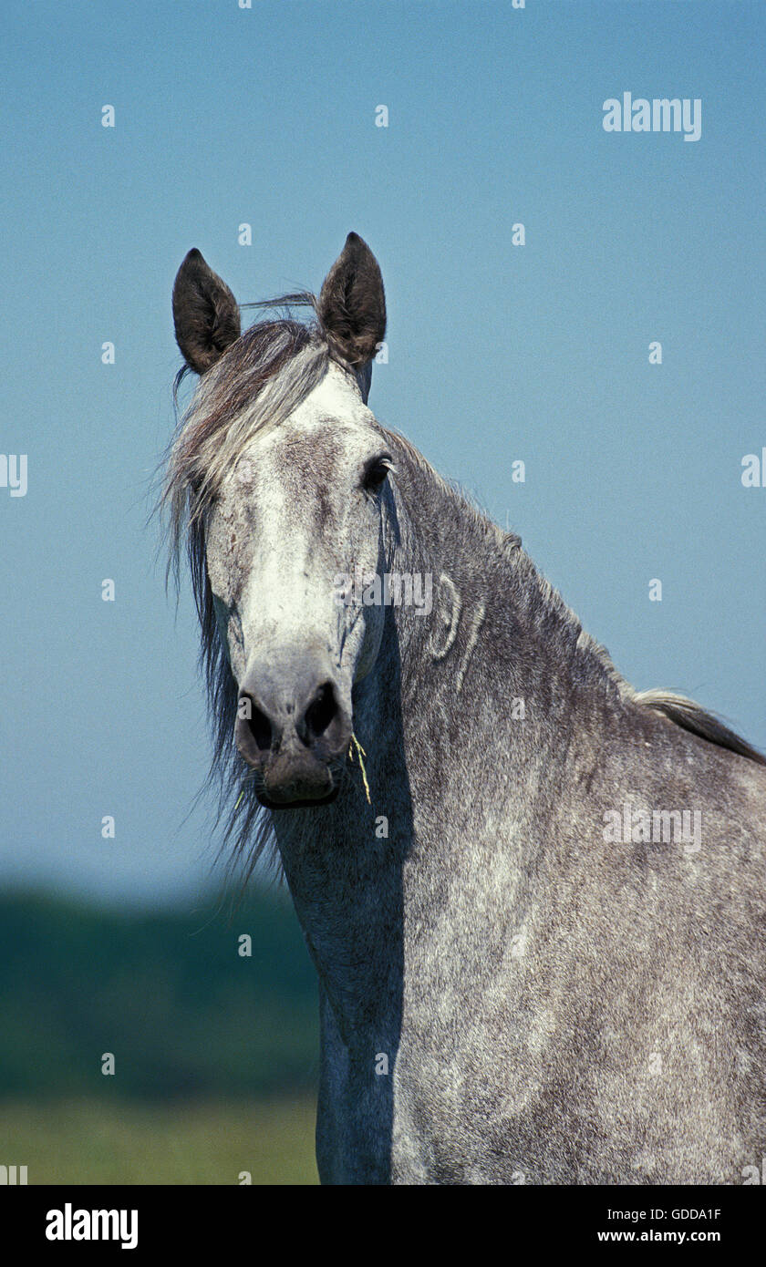LUSITANO HORSE, PORTRAIT OF ADULT Stock Photo - Alamy