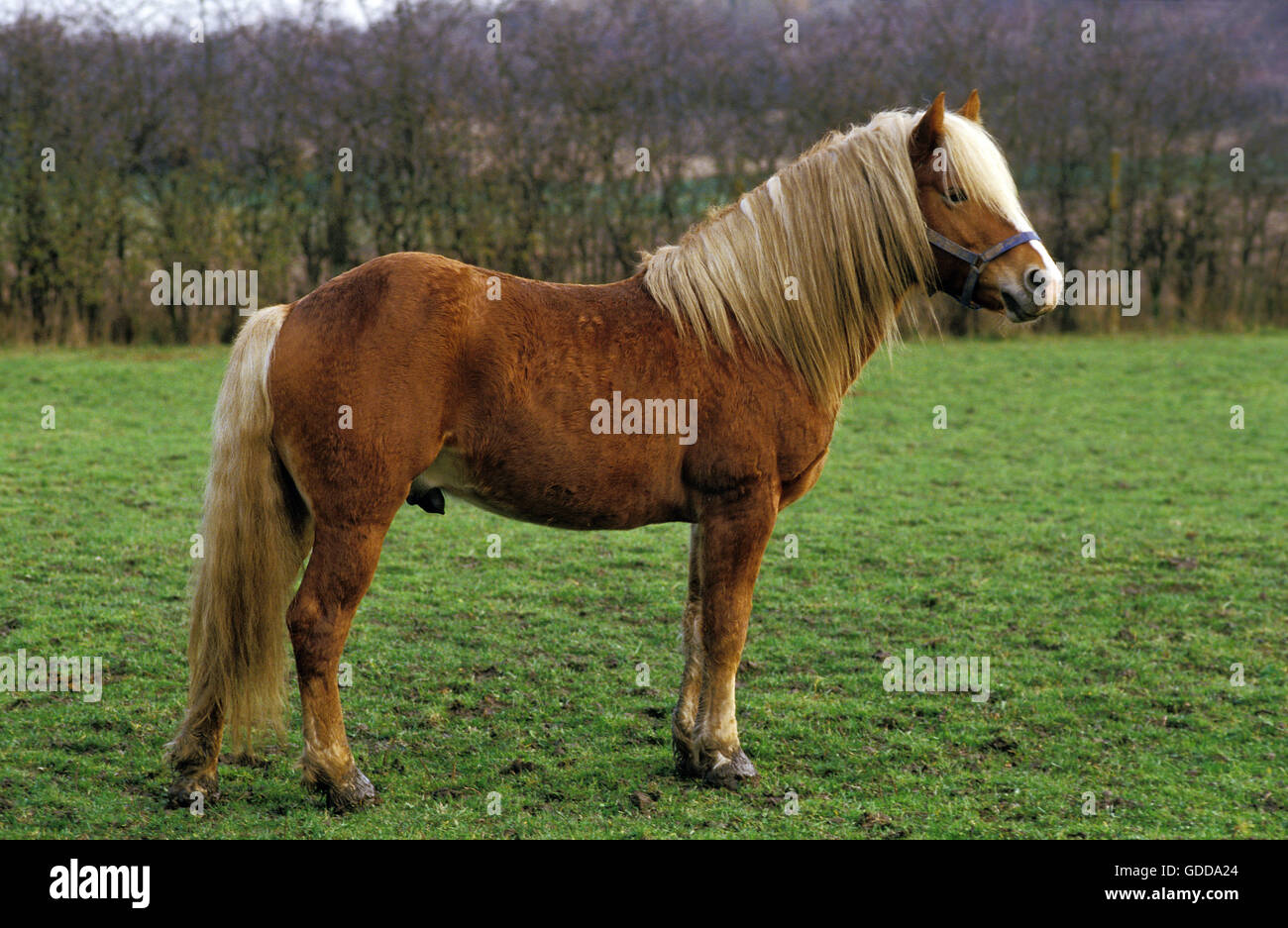 HAFLINGER PONY, STALLION STANDING ON GRASS Stock Photo - Alamy