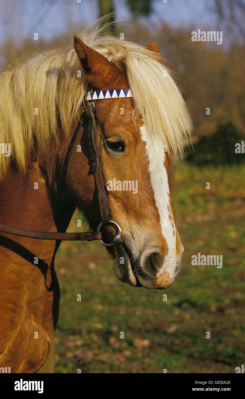 HAFLINGER PONY, ADULT Stock Photo - Alamy
