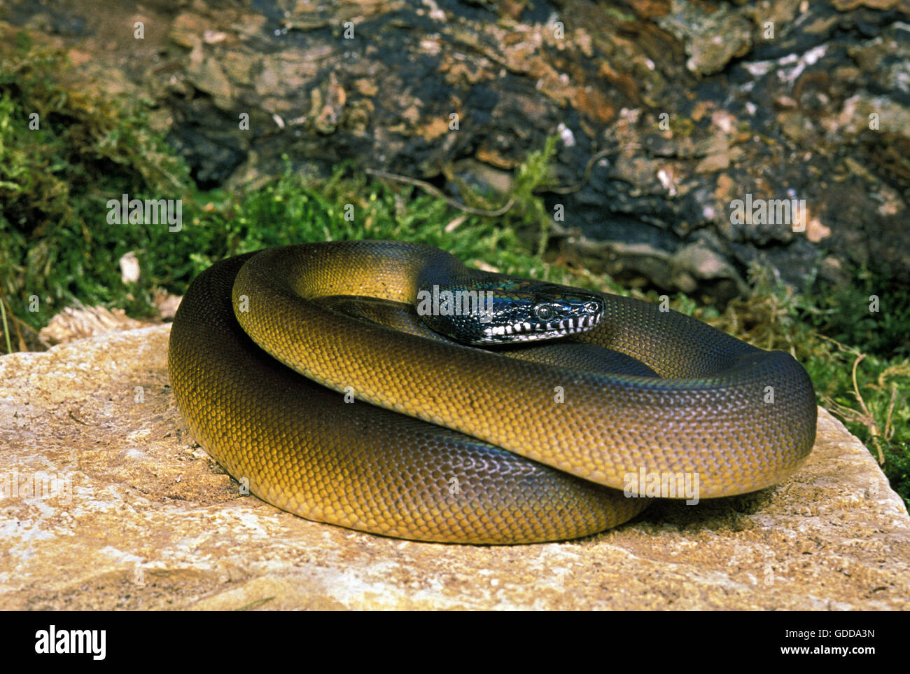White lipped snake australia hi-res stock photography and images - Alamy