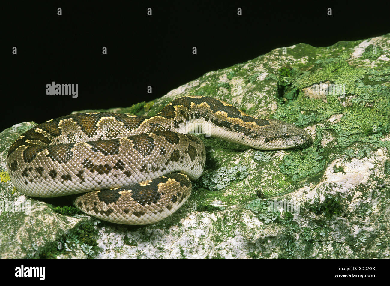 Boa images hi-res stock photography and images - Alamy