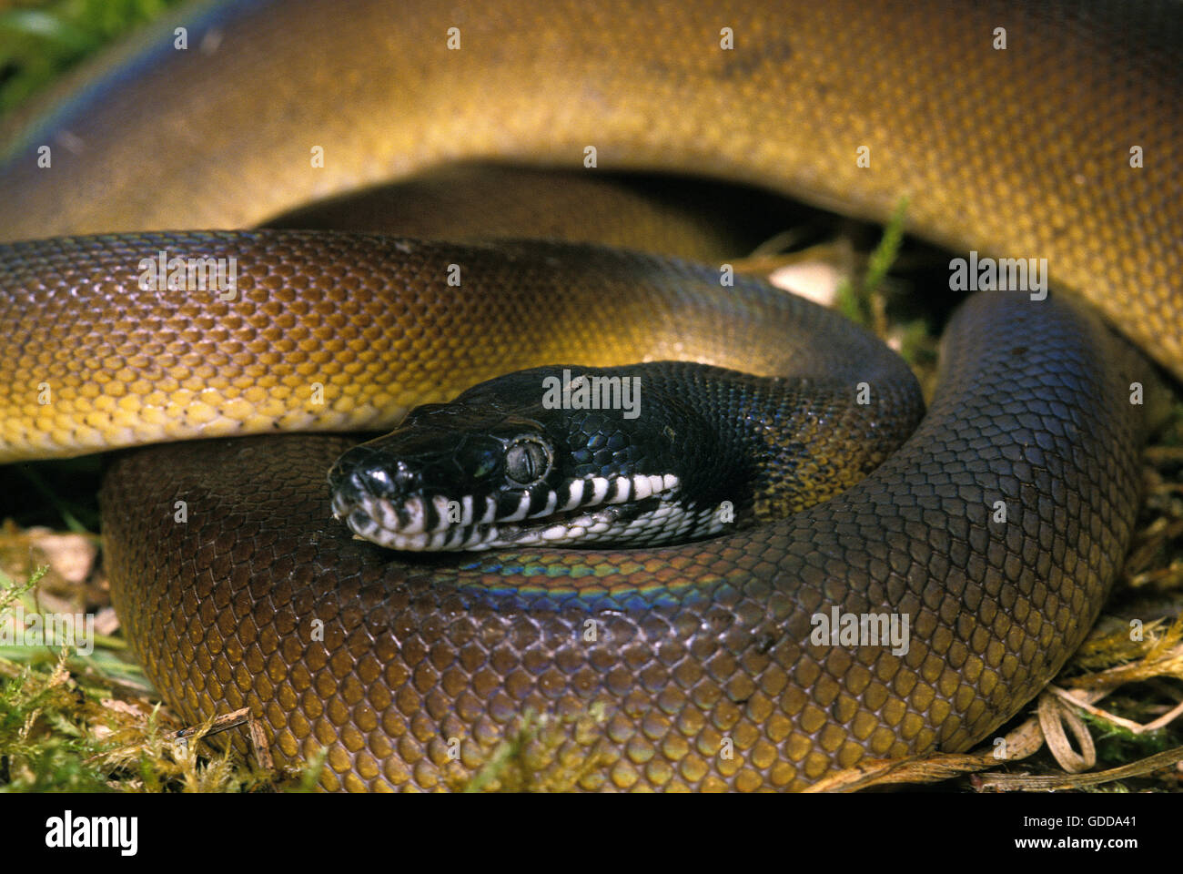 White Lipped Python, liasis albertisi Stock Photo - Alamy