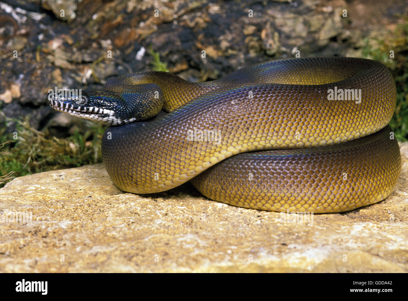 White lipped snake australia hi-res stock photography and images - Alamy