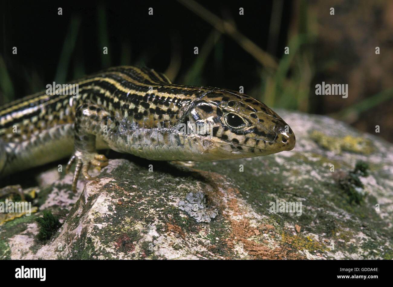 Jewelled zonosaurs hi-res stock photography and images - Alamy