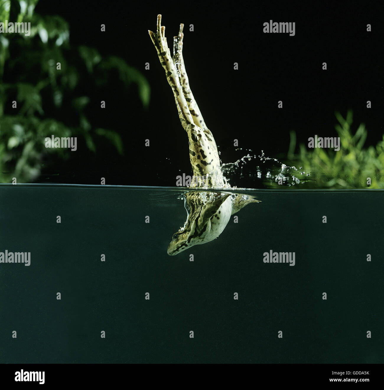 Leaping frog hi-res stock photography and images - Alamy