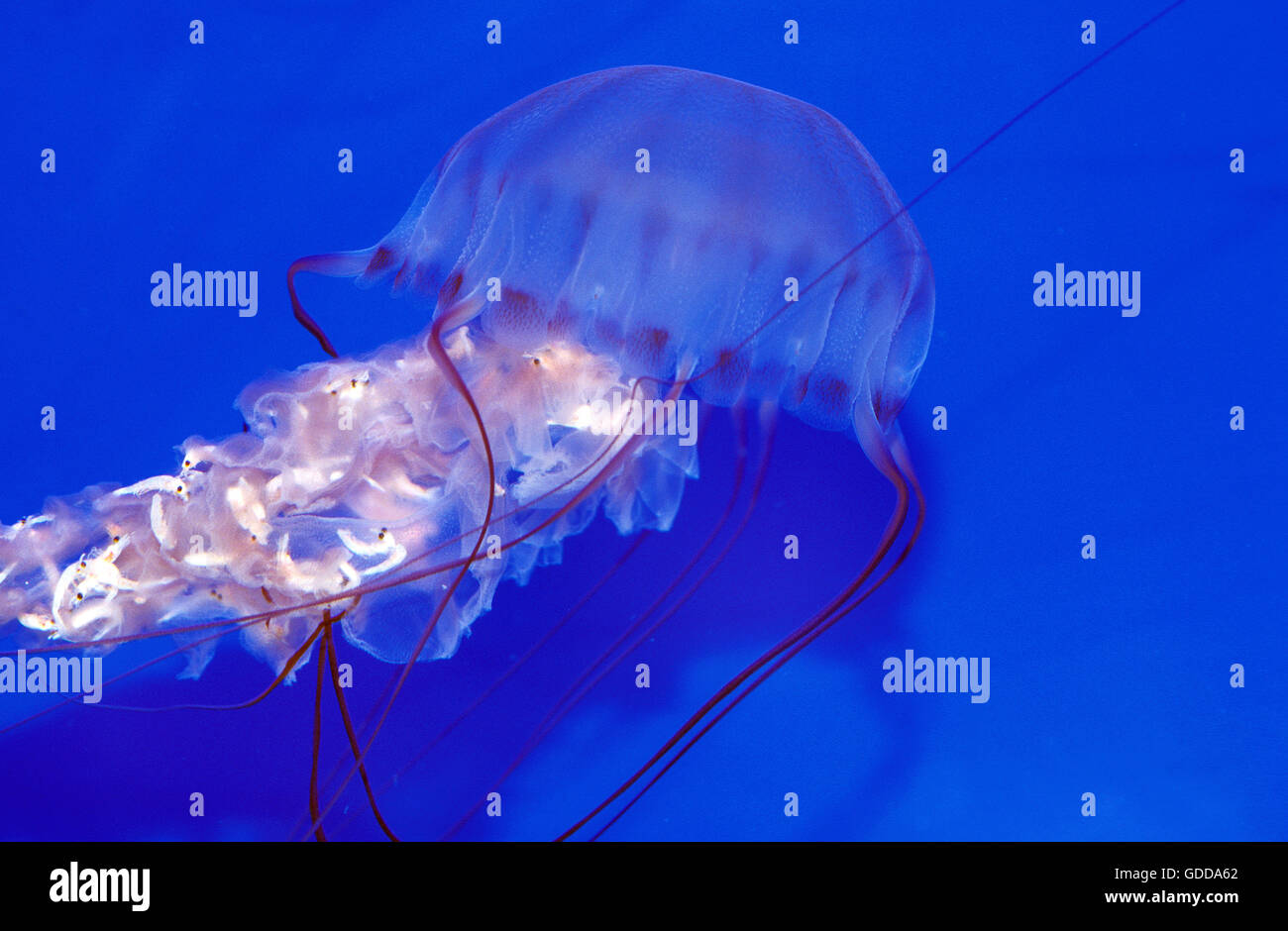 Fried Egg Jellyfish, phacellophora camtschatica Stock Photo - Alamy