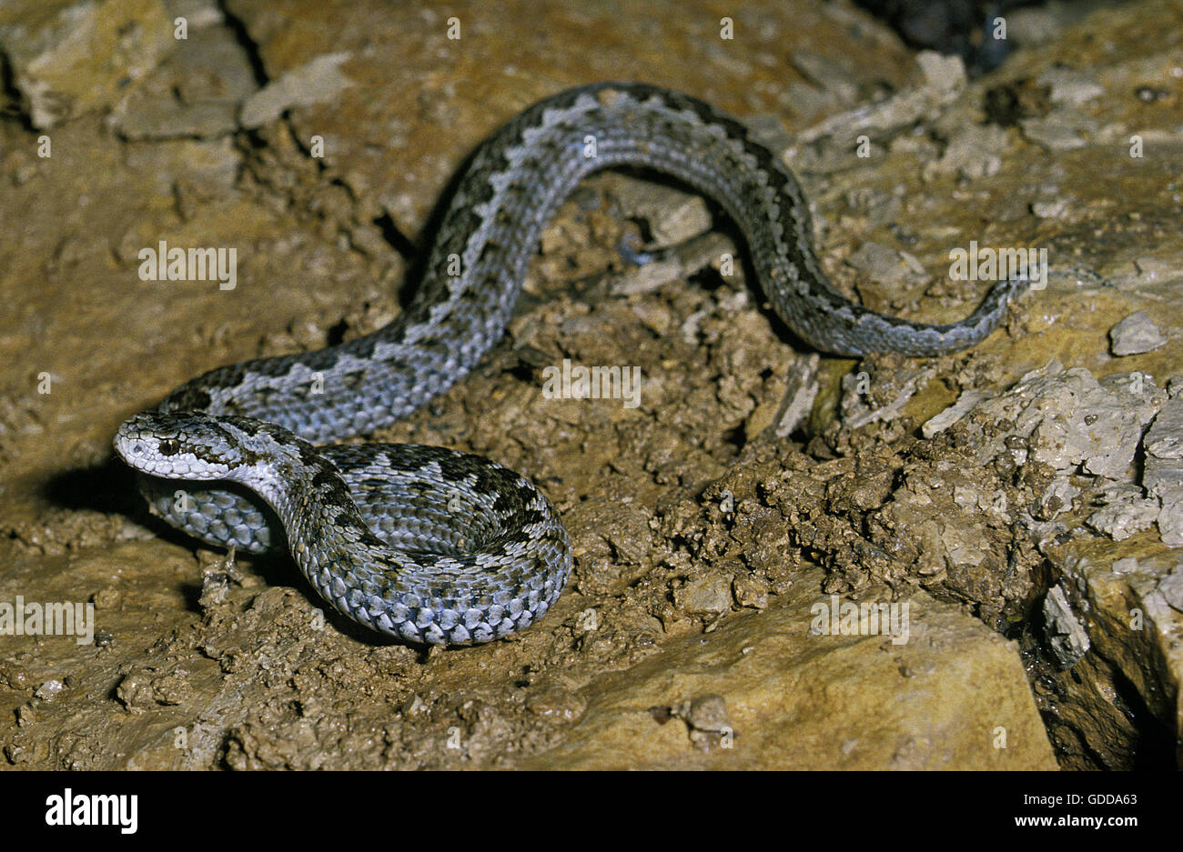 Vipera hi-res stock photography and images - Alamy