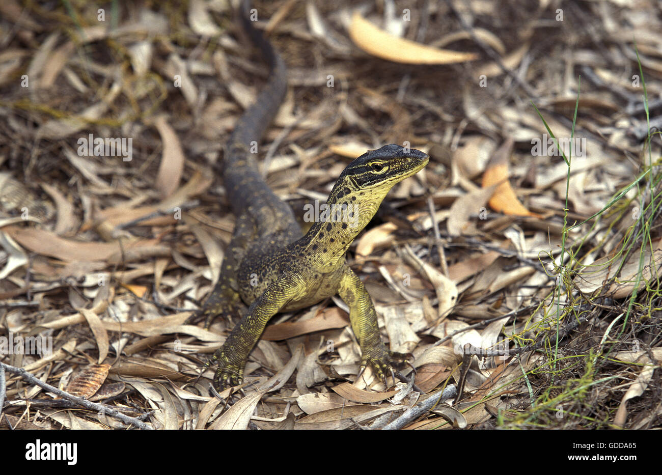 Yellow spotted monitor varanus panoptes hi-res stock photography and ...