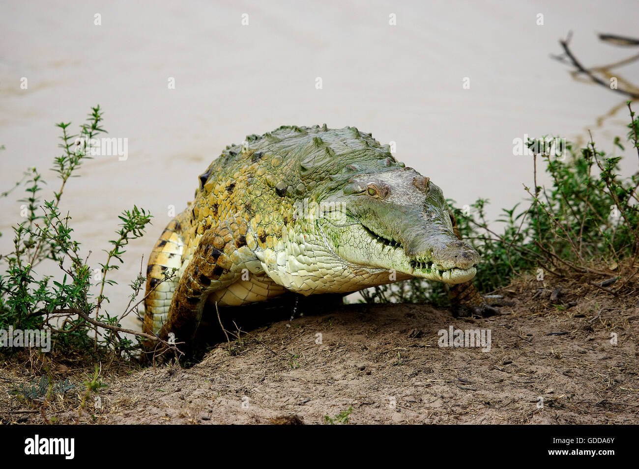 Orinoco Crocodile, crocodylus intermedius, Adult emerging from Water ...