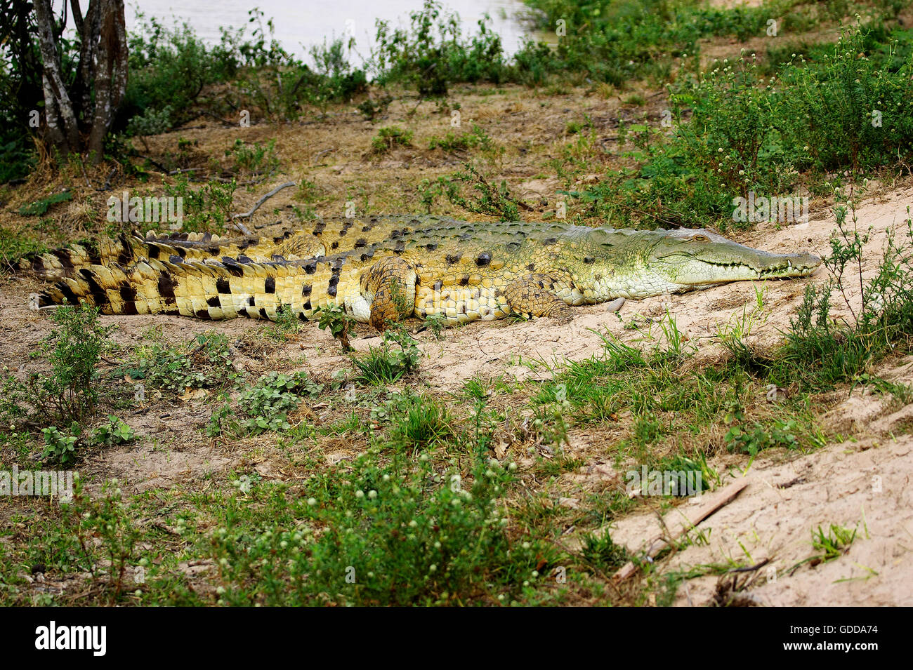 Orinoco Crocodile, crocodylus intermedius, Adults laying on Ground near ...