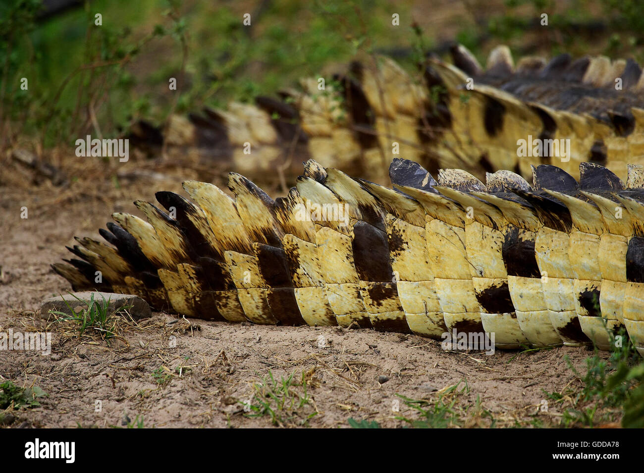 Orinoco Crocodile, crocodylus intermedius, Adult, Close Up of Tail, Los ...