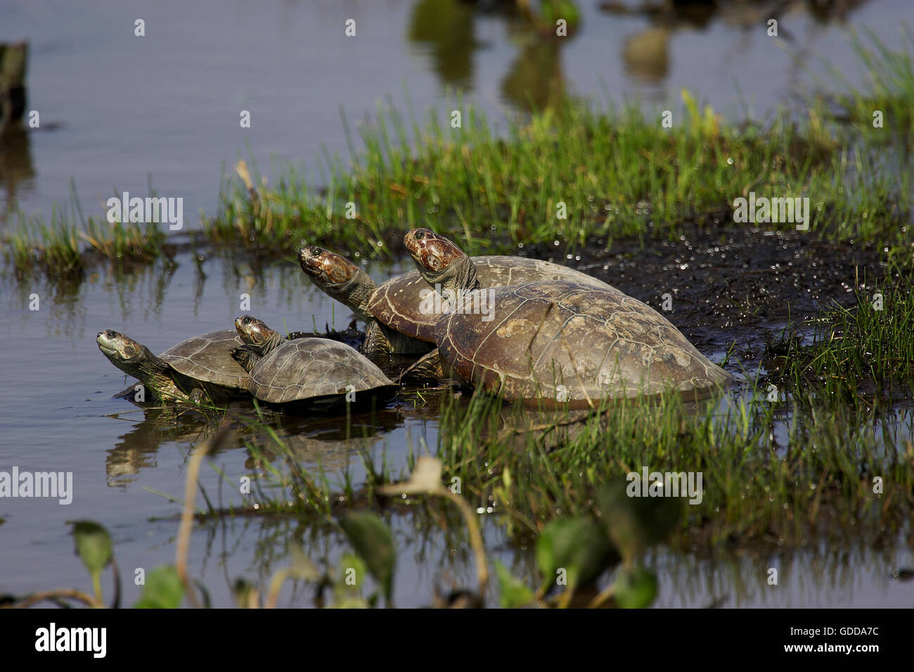 Savanna side necked turtles hi-res stock photography and images - Alamy