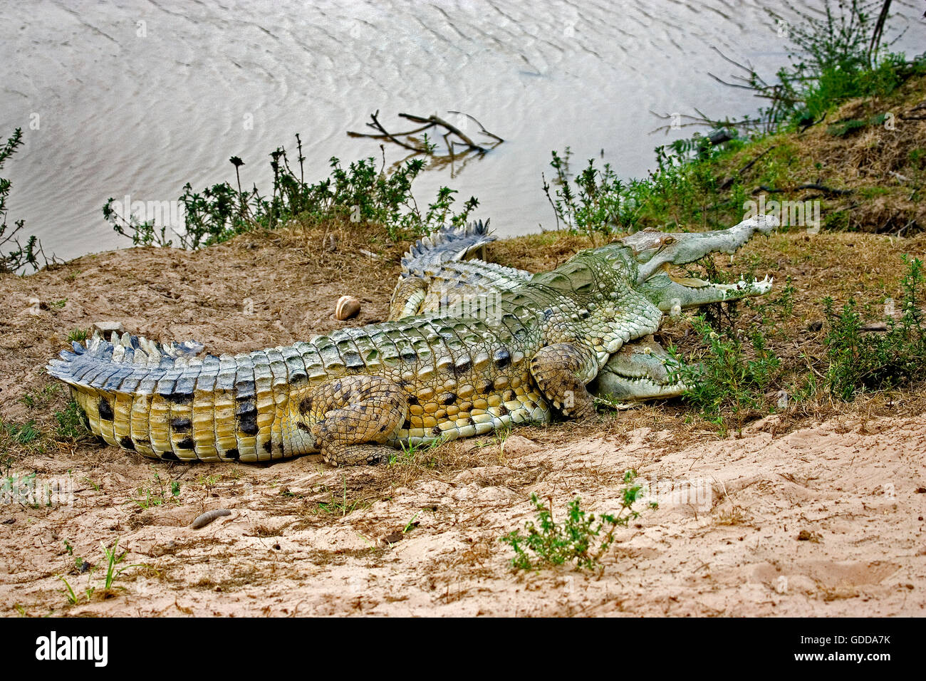 Orinoco Crocodile, crocodylus intermedius, Pair near River, Los Lianos ...